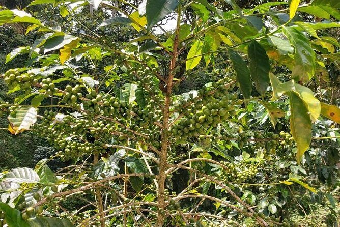 Coffee Plantation Experience - An In-Depth Look at the Coffee Plantation Experience
