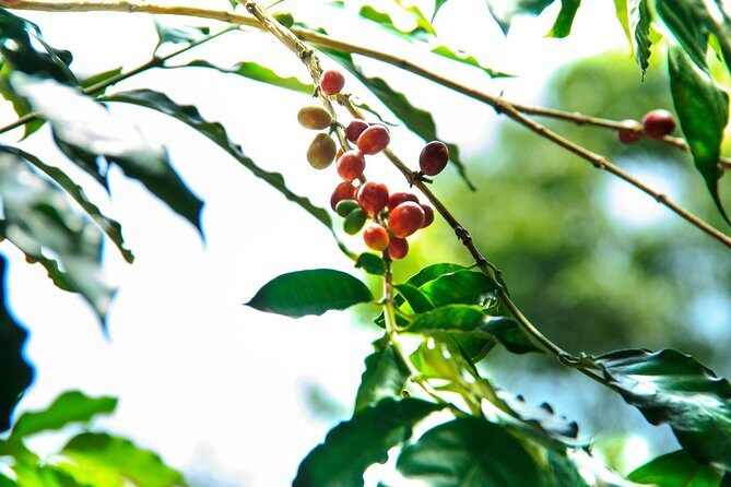 Coffee Plantation Experience - Who Should Consider This Tour?