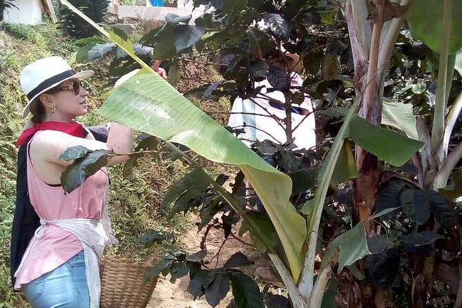 Coffee Tour in Medellin - Highlights of the Coffee Tour