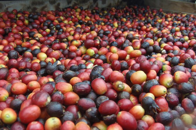 Coffee & Wine: North Route of Gran Canaria Tour - Inclusions and Logistics