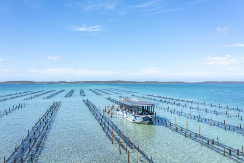 Coffin Bay: Oyster Farm Boat Tour with Wading & 12 Oysters - A Closer Look at the Coffin Bay Oyster Farm Boat Tour