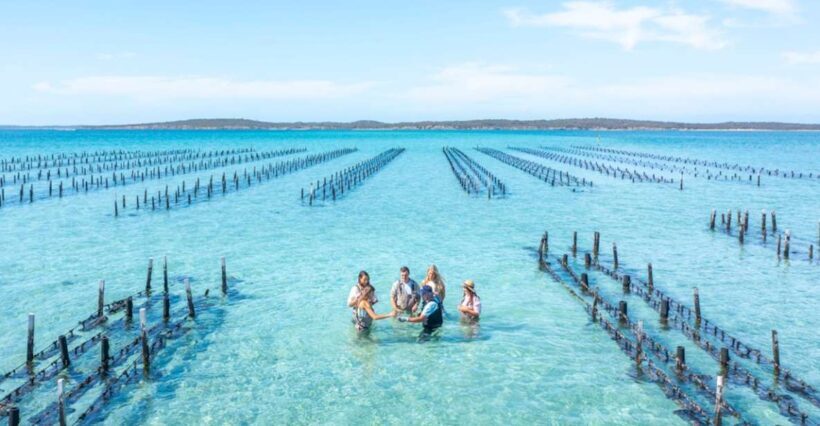 Coffin Bay: Oyster Farm Boat Tour with Wading & 12 Oysters - Who Will Love This Experience?