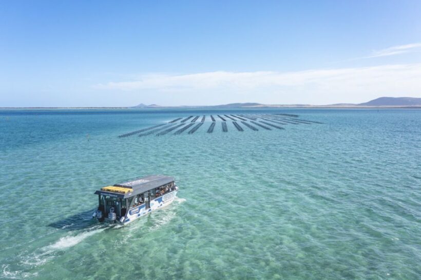 Coffin Bay: Oyster Farm Boat Tour with Wading & 12 Oysters - Final Thoughts: Who Is This Tour For?
