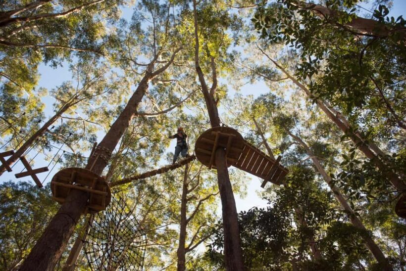 Coffs Harbour: Treetops Adventure Tree Ropes Course - An Overview of the Experience: What You Can Expect