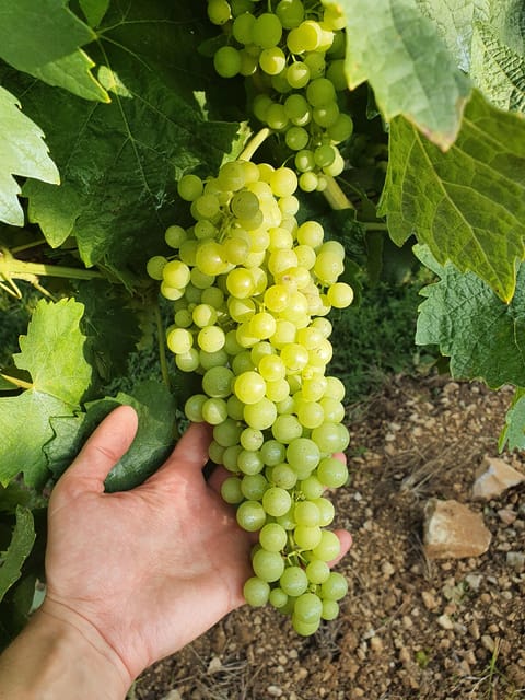 Cognac : Visit to a producer and food-pairing around his Cognacs - Why This Tour is Worth Considering