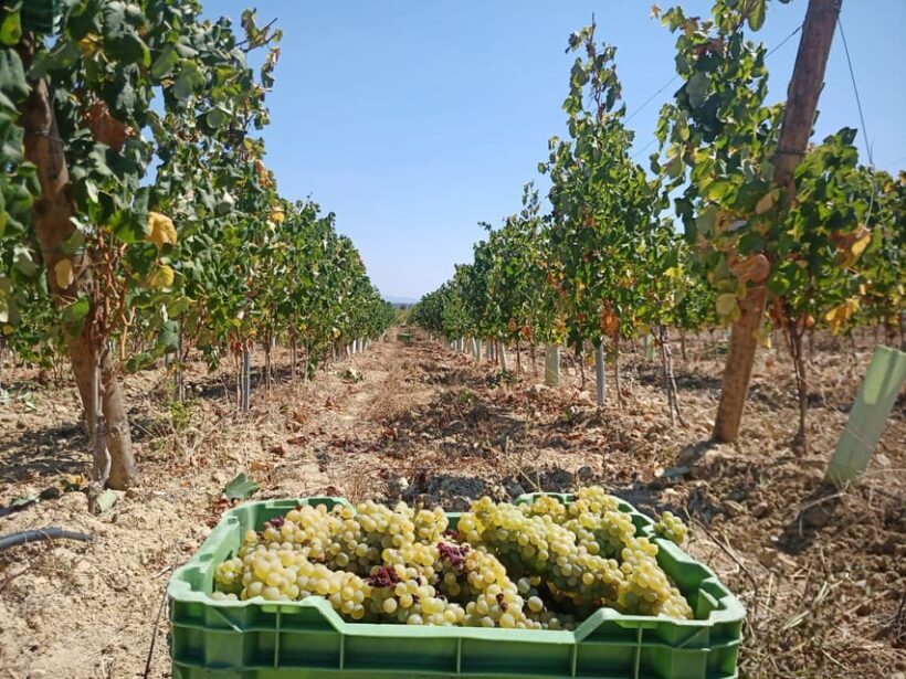 Coimbra: Rota da Bairrada gastronomic tour - Key Points