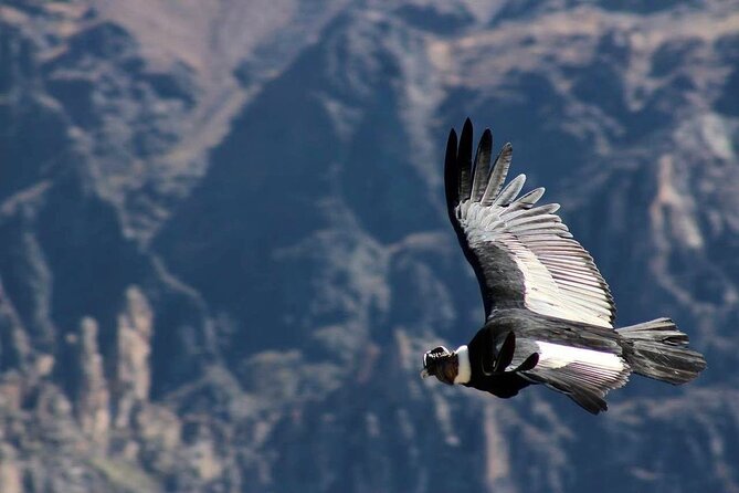 Colca Canyon Plus - Meeting and Pickup Details