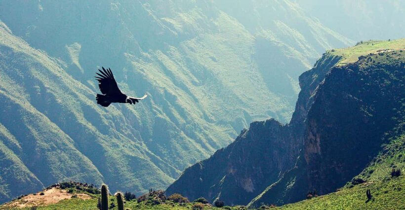 Colca Canyon Tour from Arequipa - A Practical Overview of the Tour Experience