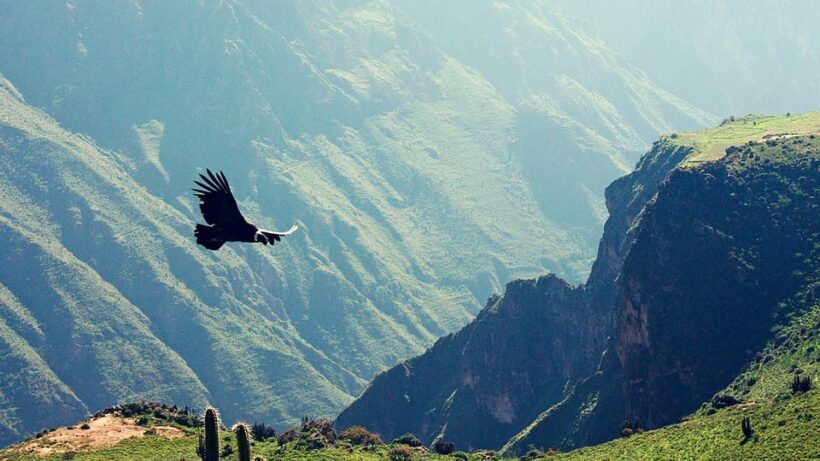 Colca Canyon Tour from Arequipa - The Sum Up