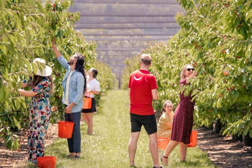 Coldstream: Cherry-Picking Experience - An Overview of the Cherry-Picking Tour
