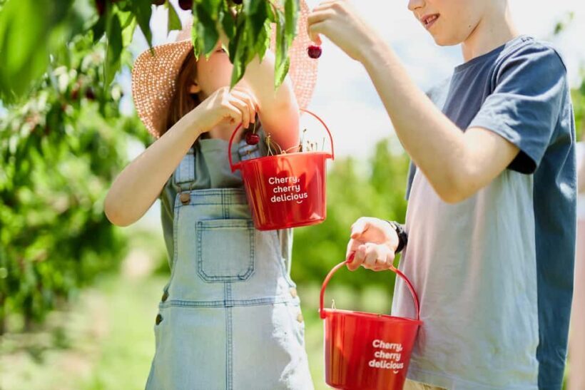 Coldstream: Cherry-Picking Experience - Authentic Experience and Guest Feedback
