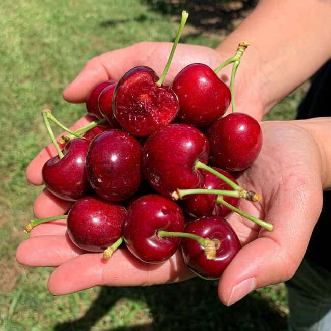 Coldstream: Cherry-Picking Experience - FAQ