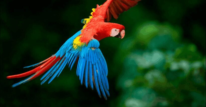 Collpa Guacamayo 2D Excursion | Jungle sunset | - Authentic Encounters and Unique Moments