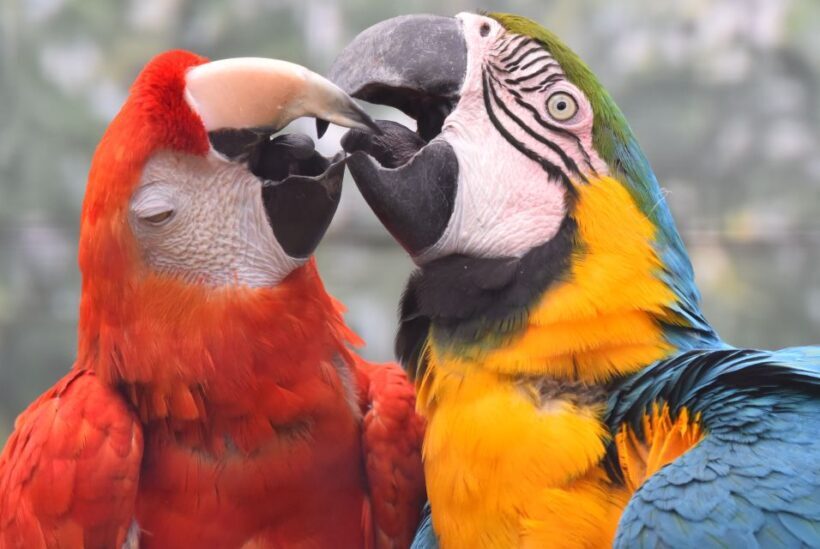 Cologne: Cologne Zoo and Aquarium Entry Ticket - What’s Not to Miss