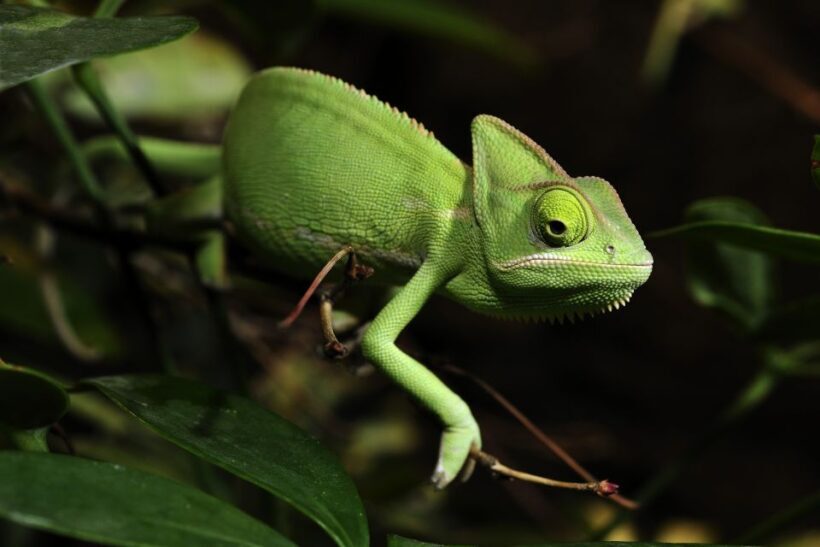 Cologne: Cologne Zoo and Aquarium Entry Ticket - FAQ