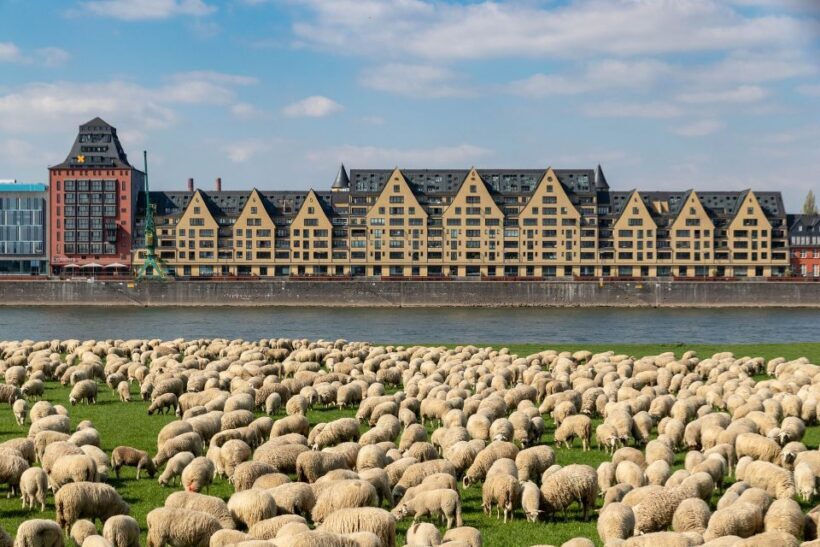 Cologne Highlights Privat Walking Tour & Panoramic boat trip - Pricing and Value