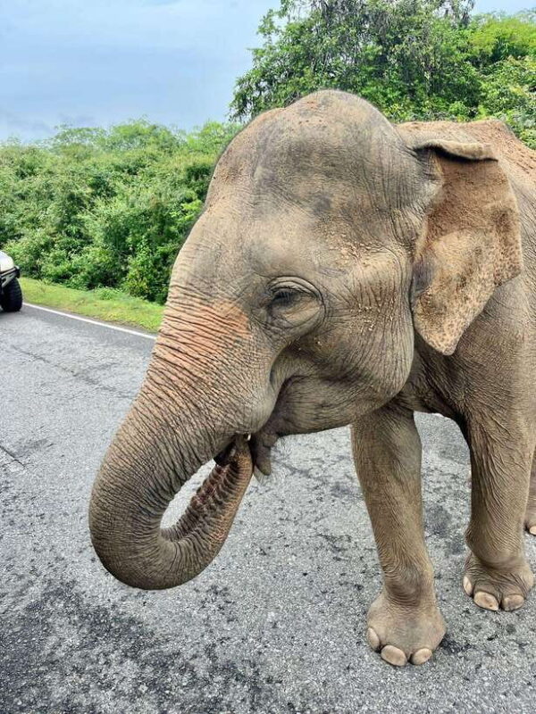 Colombo: 12 Days in off the beaten path All-inclusive Tour - The Value of the Tour