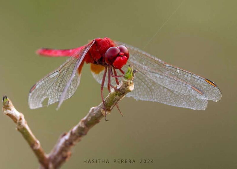 Colombo: Bird watching around Colombo-Guided Tour - 06 hours - Exploring Colombo’s Birds: A 6-Hour Guided Tour