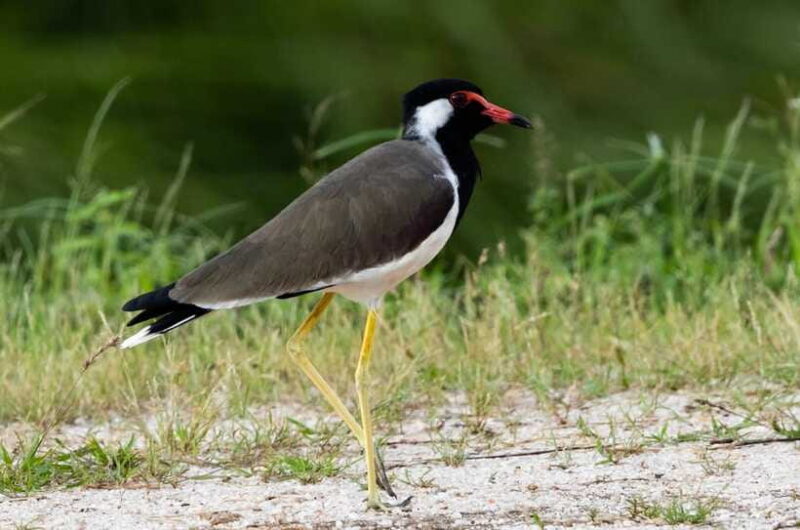 Colombo: Bird watching around Colombo-Guided Tour - 06 hours - Why This Tour Works