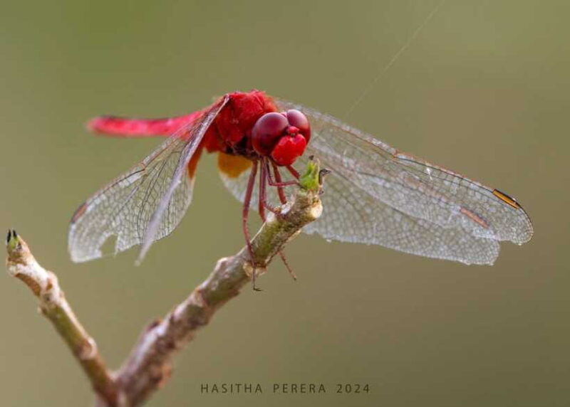 Colombo: Bird watching around Colombo-Guided Tour - 06 hours - Final Thoughts