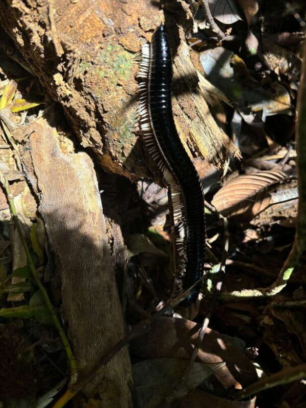 Colombo/Cmb/ Sinharaja Rainforest Day Trip with Lunch - Why This Tour Works For Who