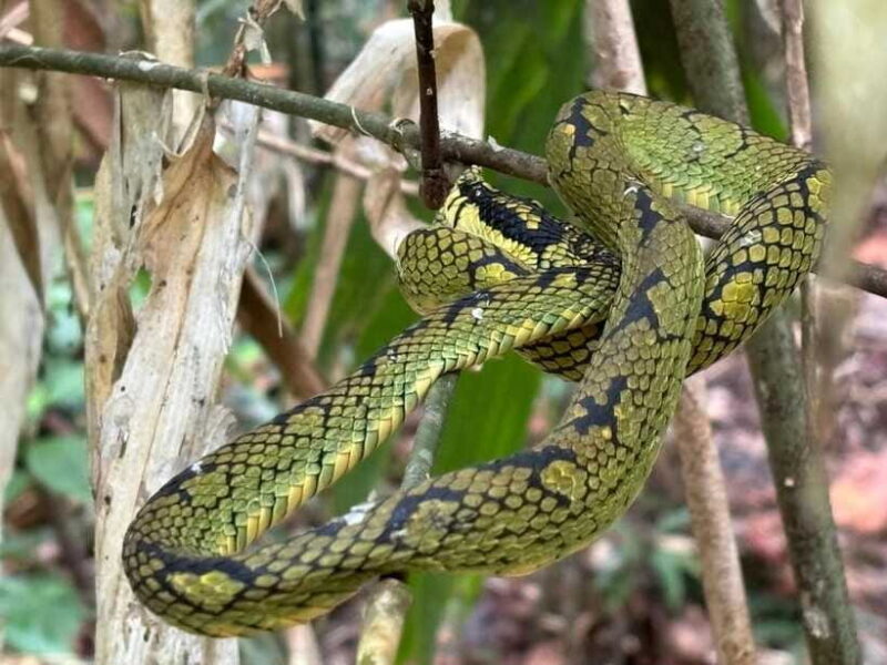 Colombo/Cmb/ Sinharaja Rainforest Day Trip with Lunch - FAQ