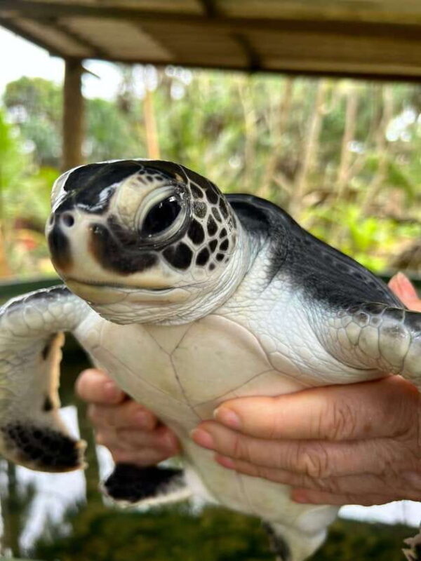 Colombo: Galle Dutch Fort and Hikkaduwa Beach Day Tour - How to Make the Most of It