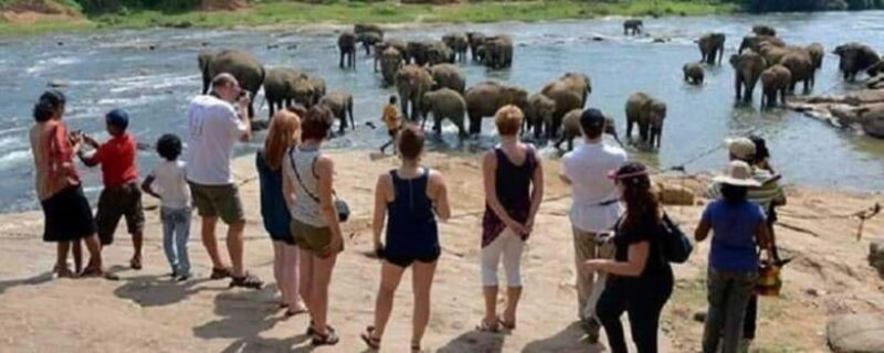 Colombo: Kandy and Pinnawala full day trip - Authentic Experiences and Travel Insights