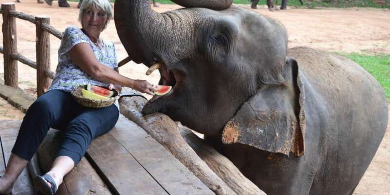 Colombo: Kandy and Pinnawala Orphanage Short Excursions - Who Will Love This Tour?