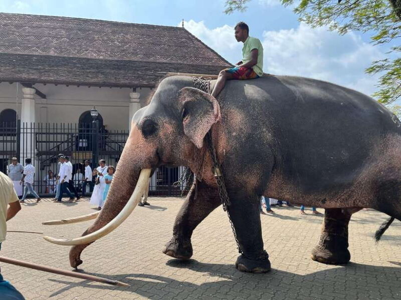 Colombo: Kandy Day Trip with Pinnawala Elephant Orphanage - Key Points
