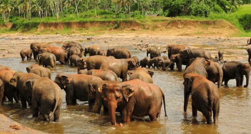 Colombo: Kandy Day Trip with Pinnawala Elephant Orphanage - The Sum Up: Is It Worth It?