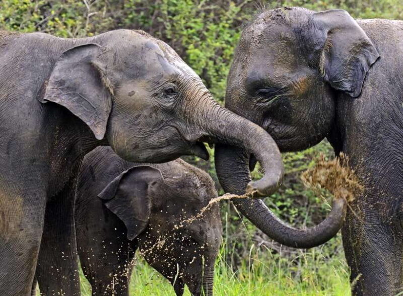 Colombo/Negombo: Sigiriya, Dambulla, and Minneriya Safari - Summing Up: Is This Tour Worth It?