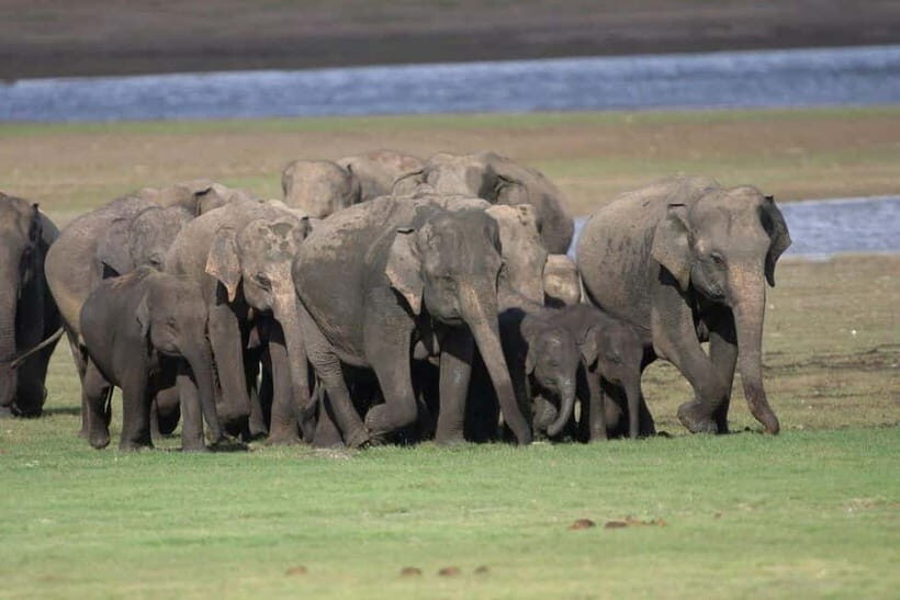 Colombo: Sigiriya, Dambulla Caves, & Wildlife Day Tour - Considering the Reviews