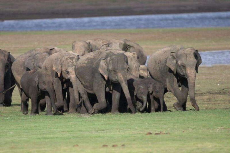 Colombo: Sigiriya, Dambulla Caves, & Wildlife Day Tour - FAQ