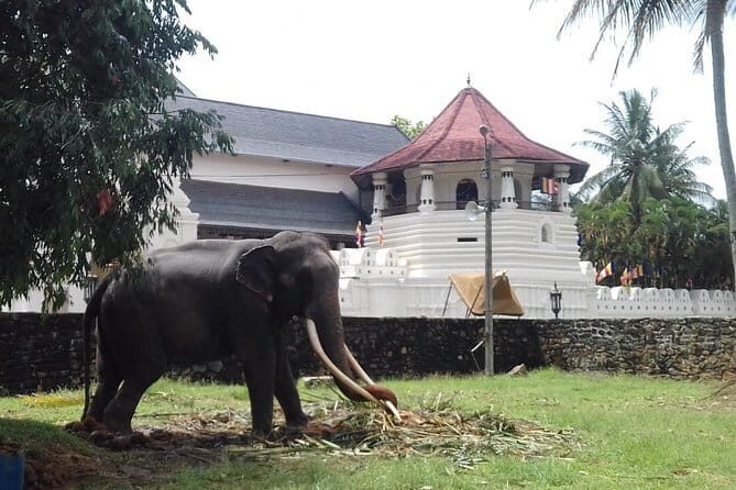 Colombo to Kandy Private Day Tour - Why Choose the Colombo to Kandy Private Day Tour?