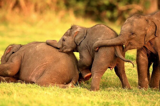 Colombo to Trincomalee Shuttle & Safari Drive - Who is this tour best suited for?