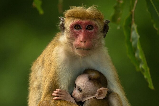 Colombo to Trincomalee Shuttle & Safari Drive - FAQ