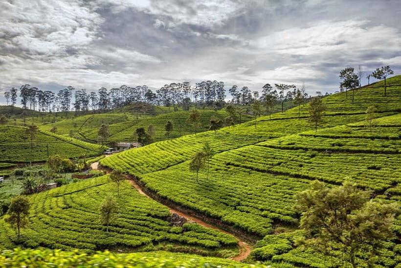 Colombo to Yala via Sigiriya, Kandy Private 4-Day Tour - The Sum Up