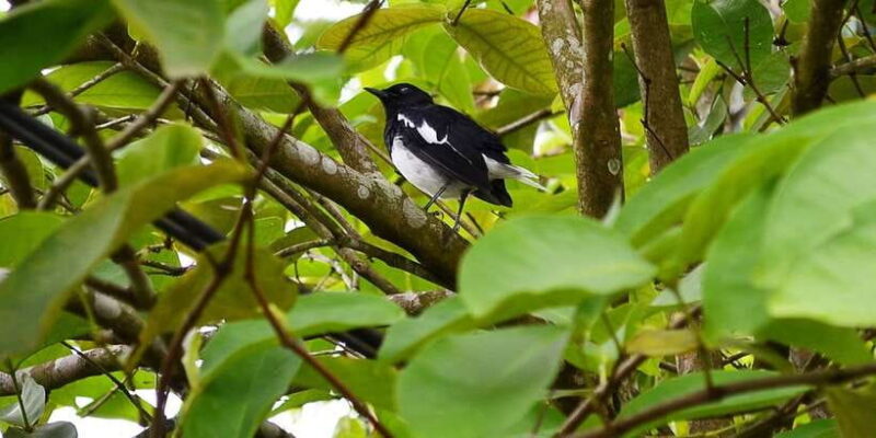 Colombo: Water rafting, Bird Watching, Village & Rainforest - White Water Rafting: A Pulse-Racing Start