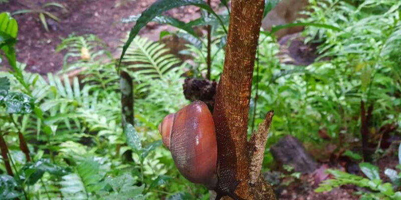 Colombo: Water rafting, Bird Watching, Village & Rainforest - Trekking Through the Rainforest