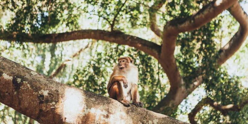 Colombo: Water rafting, Bird Watching, Village & Rainforest - Authenticity and Overall Value