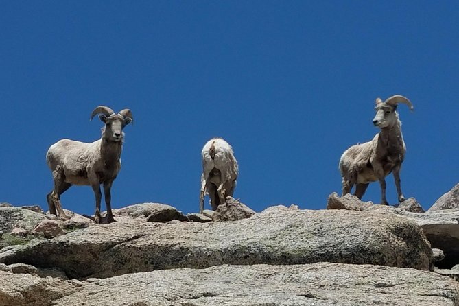 Colorado Gold Rush Mountain and Mine Half-Day Tour from Denver - What We Love and Consider