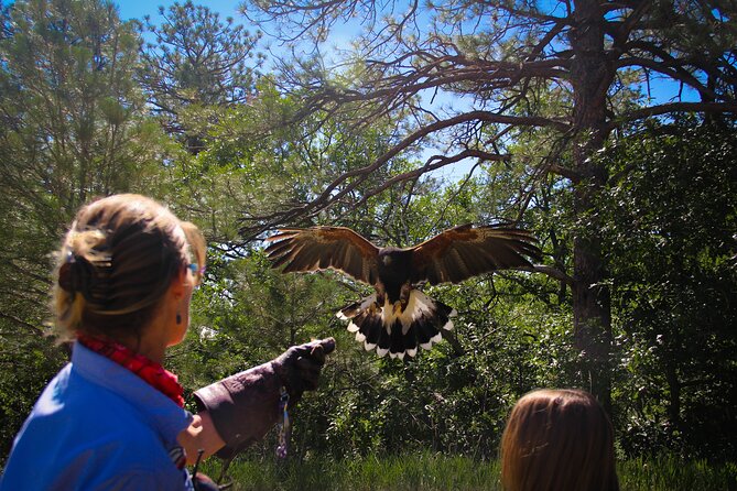 Colorado Springs Hands-On Falconry Class and Demonstration - The Experience in Detail