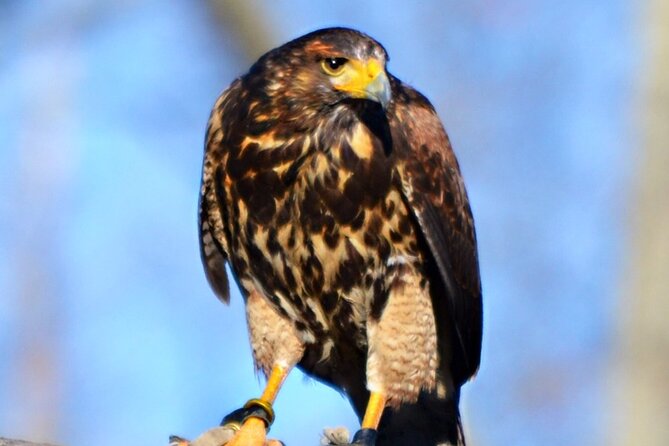 Colorado Springs Hands-On Falconry Class and Demonstration - Cost and Value