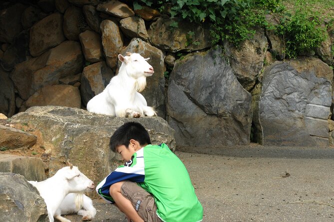 Colors of Japan, Fukuoka Nokonoshima Island Park & Wagyu BBQ - Accessibility and Health Considerations