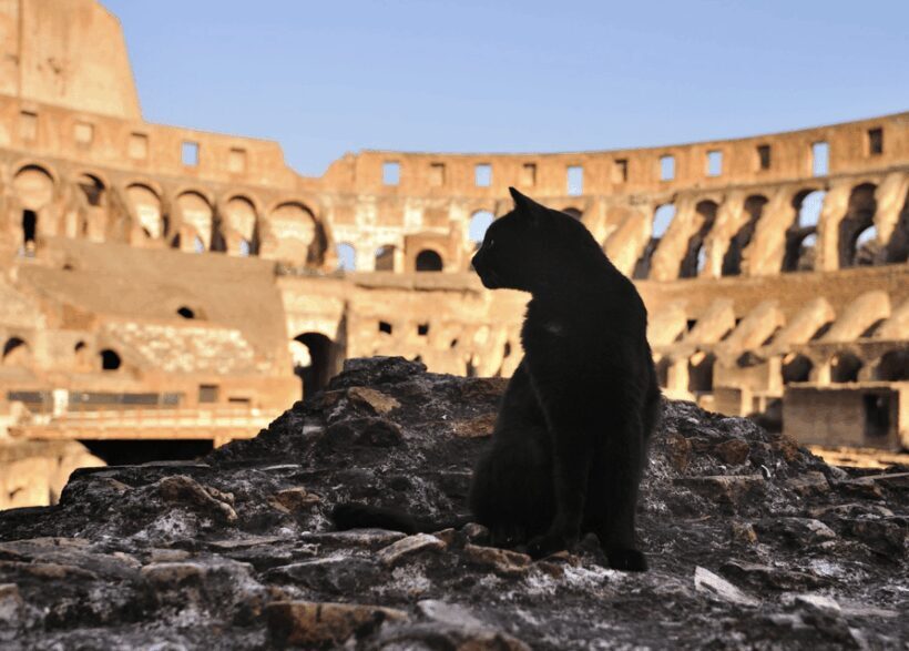 Colosseum, Roman Forum, Palatine Hill - the PRIVATE TOUR - Key Points