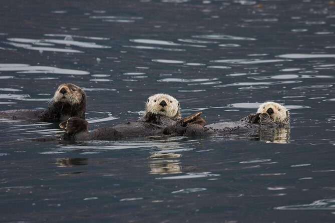 Columbia Glacier Cruise from Valdez - The Itinerary: A Close-Up Look at Alaskas Icy Majesty and Wildlife