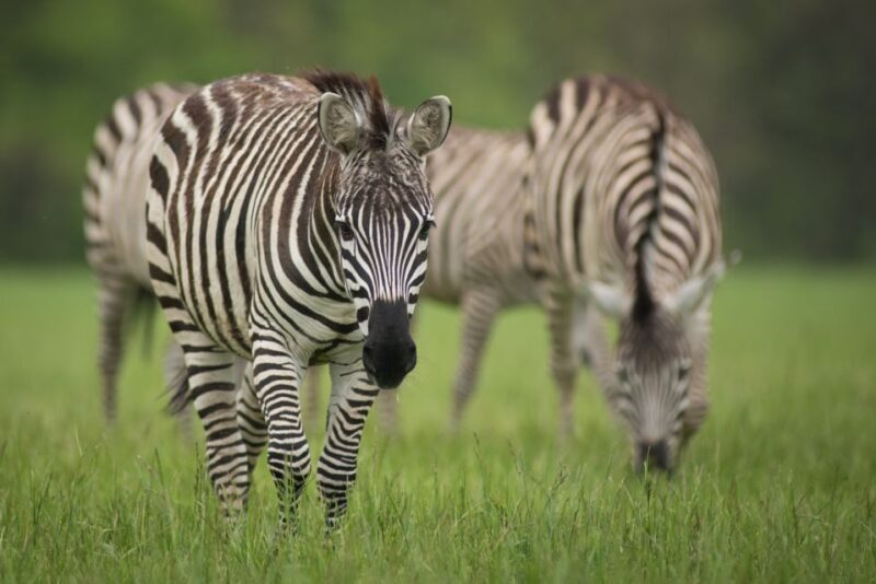 Columbus: Multiple Attractions Pass - The Sum Up