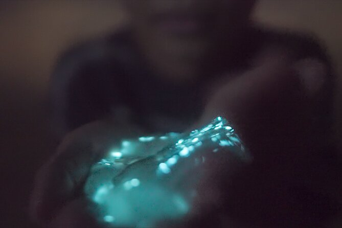 Comb Jelly Bioluminescence Kayak Tour - The Experience: What to Expect on the Water