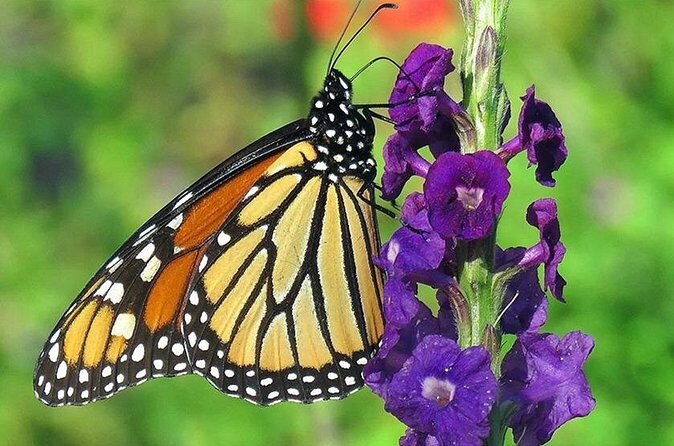 Combination: Argyle Waterfall & Tropical Garden with Hummingbirds - Final Thoughts